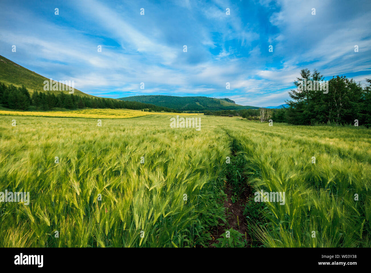 The flowers and grass of Alshan Stock Photo - Alamy