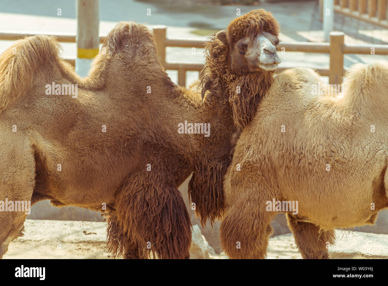 Hairy camel hi-res stock photography and images - Alamy