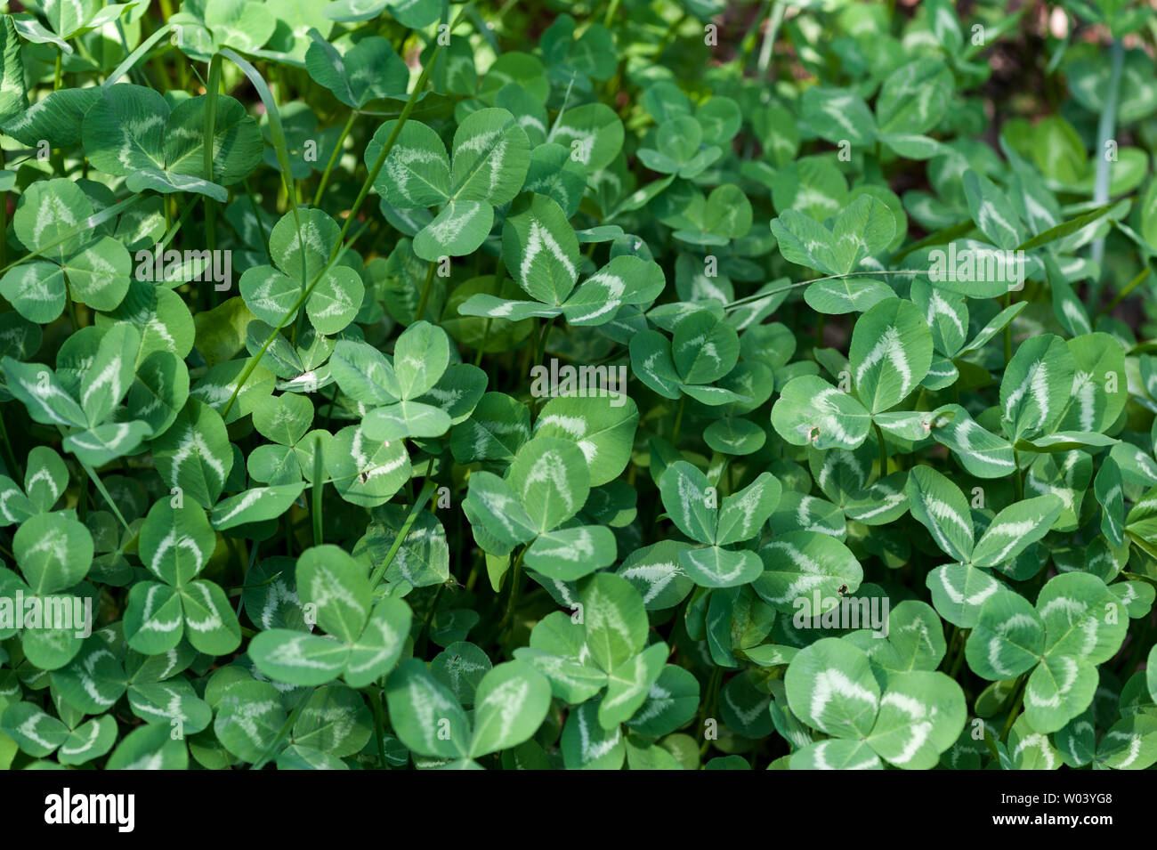 Four leaf stage hi-res stock photography and images - Alamy