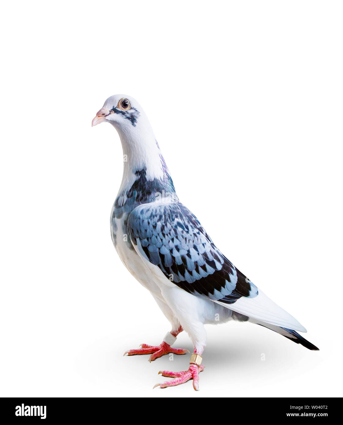 full body of speed racing pigeon standing on white background Stock ...