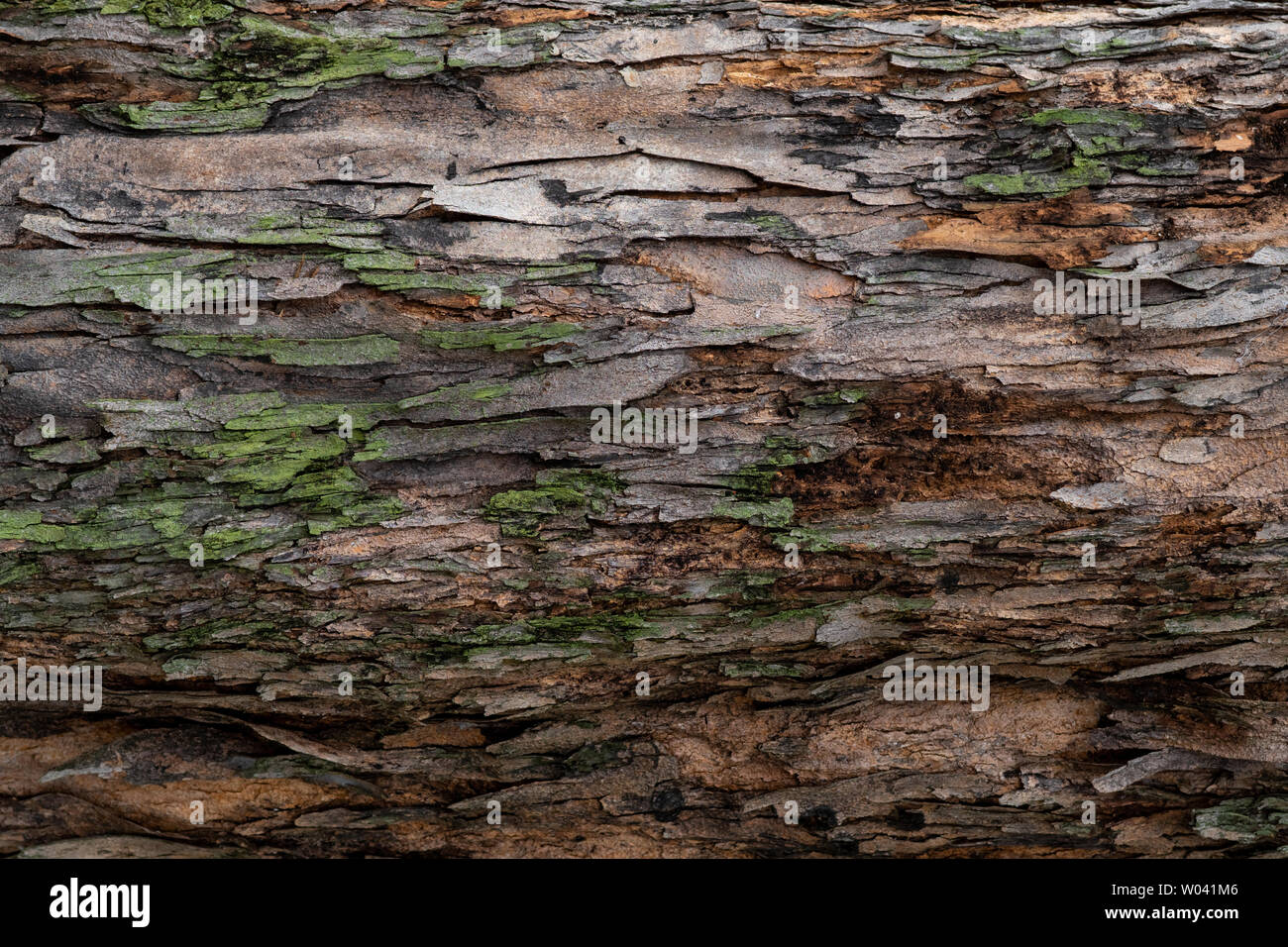 Closeup texture of tree bark. Pattern of natural tree bark background ...