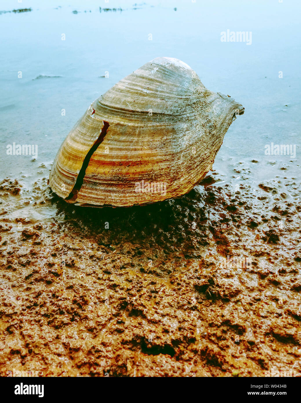 Mussel banks hi-res stock photography and images - Alamy