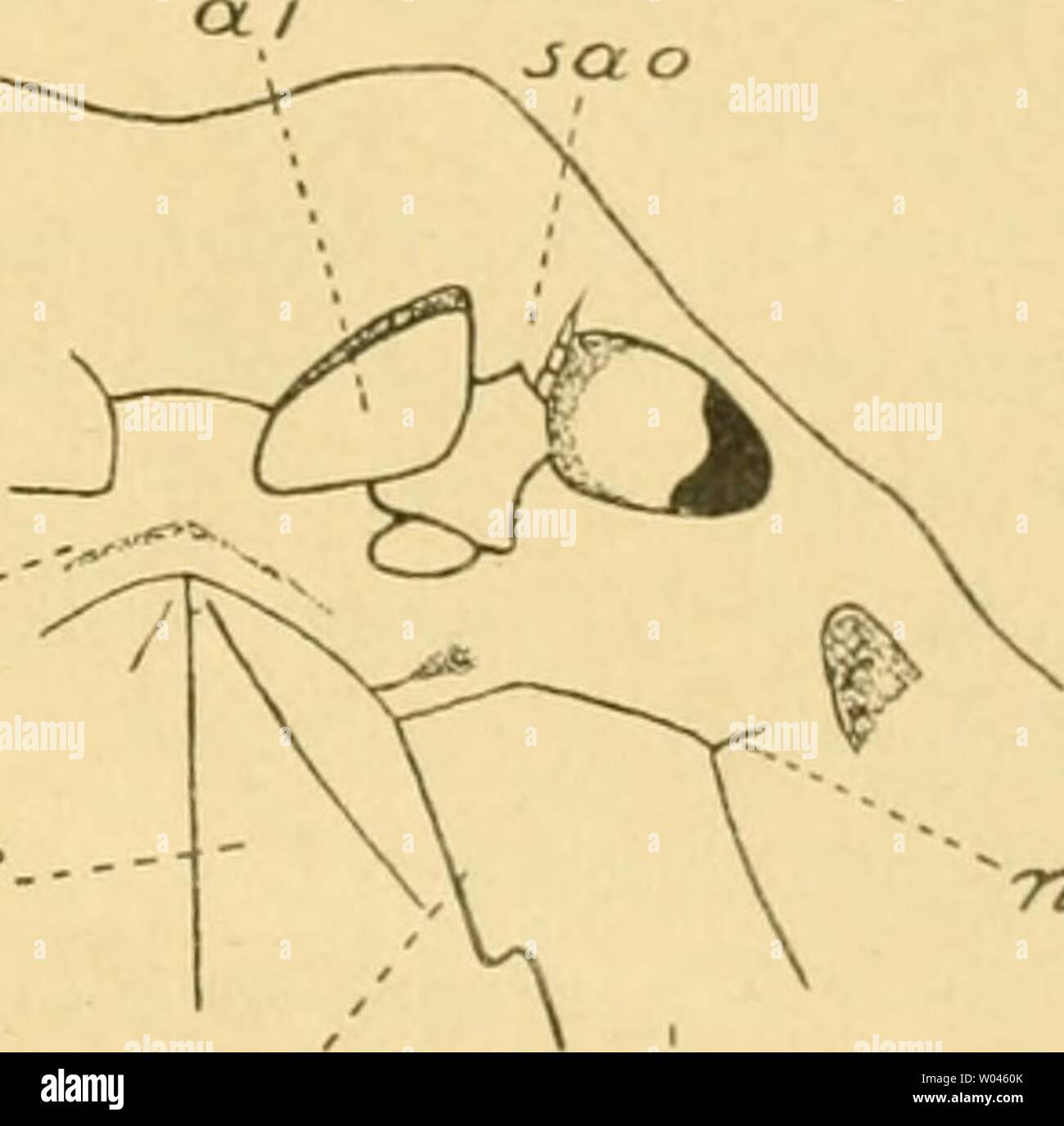 Archive image from page 238 of Die Decapoda Brachyura der Siboga ...