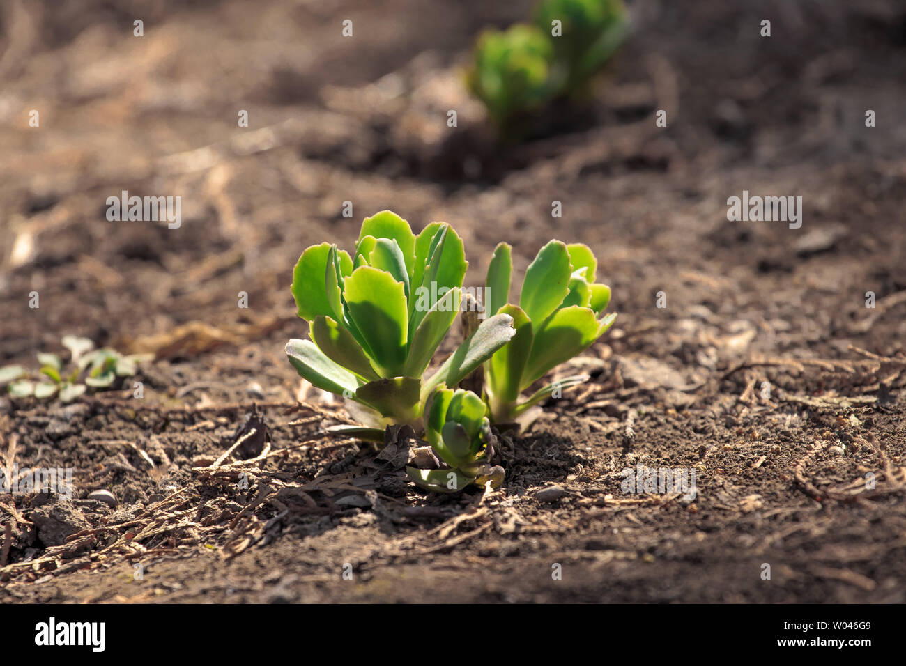 New spring shoots Stock Photo - Alamy