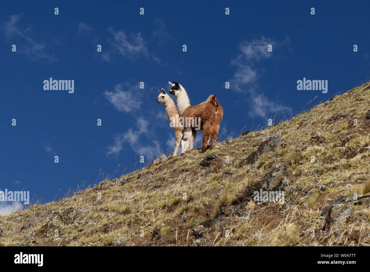 Llamas in the high Andes, Cordillera Real, Bolivia Stock Photo - Alamy