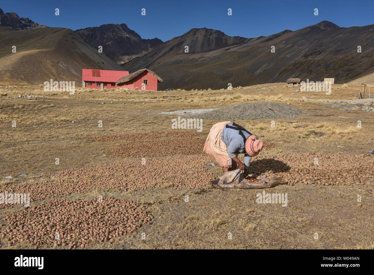 Bolivia farming potatoes aymara hi-res stock photography and images - Alamy