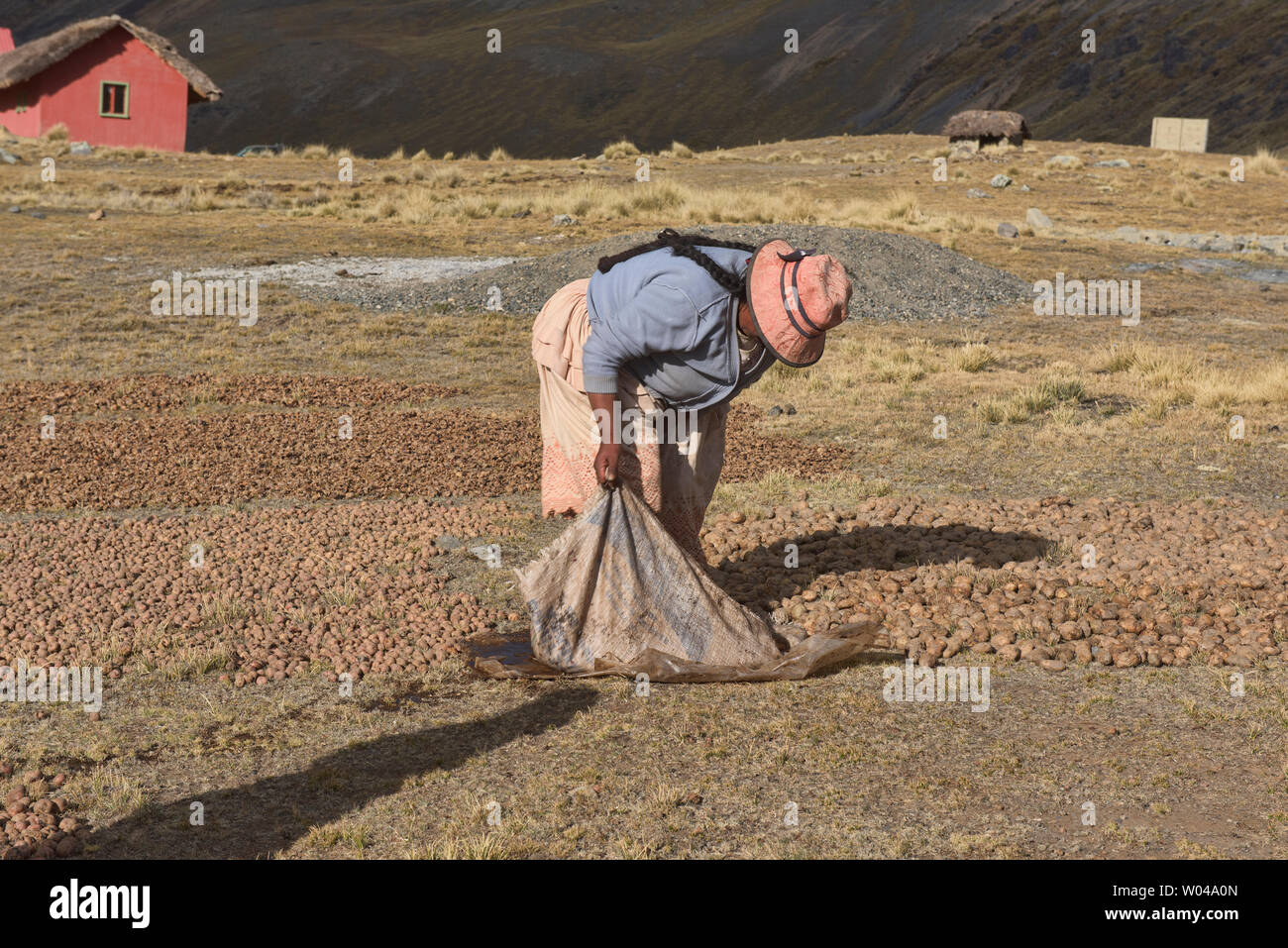 Bolivia farming potatoes aymara hi-res stock photography and images - Alamy