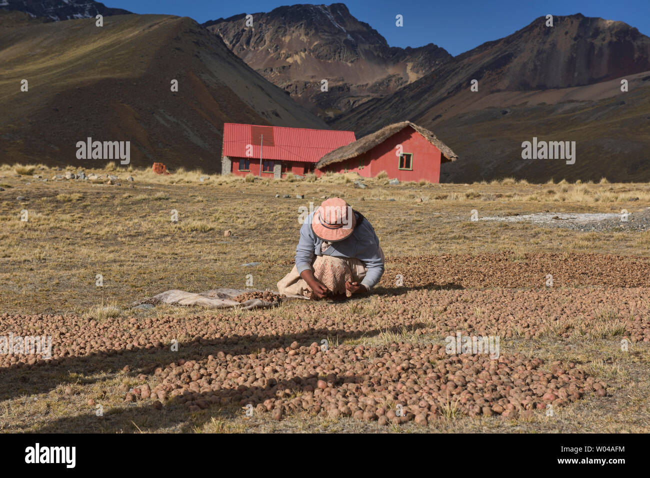 Potato harvest in the high Andes, Bolivia Stock Photo - Alamy