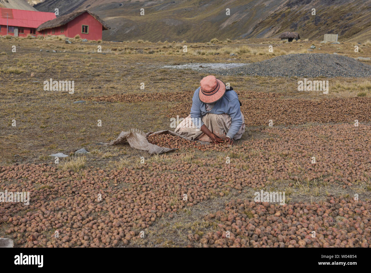 Potato harvest in the high Andes, Bolivia Stock Photo - Alamy
