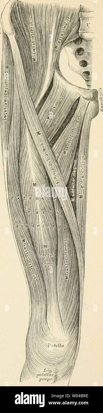 Anatomie des unterschenkels hi-res stock photography and images - Alamy