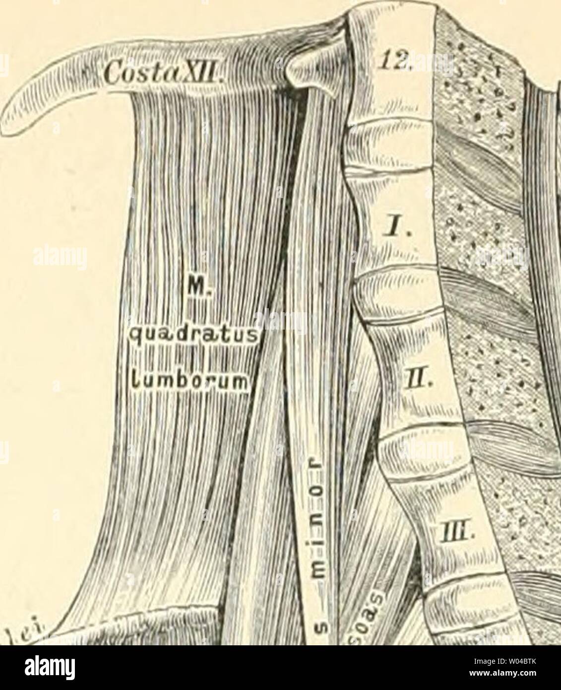 Die anatomie des menschen hi-res stock photography and images - Alamy