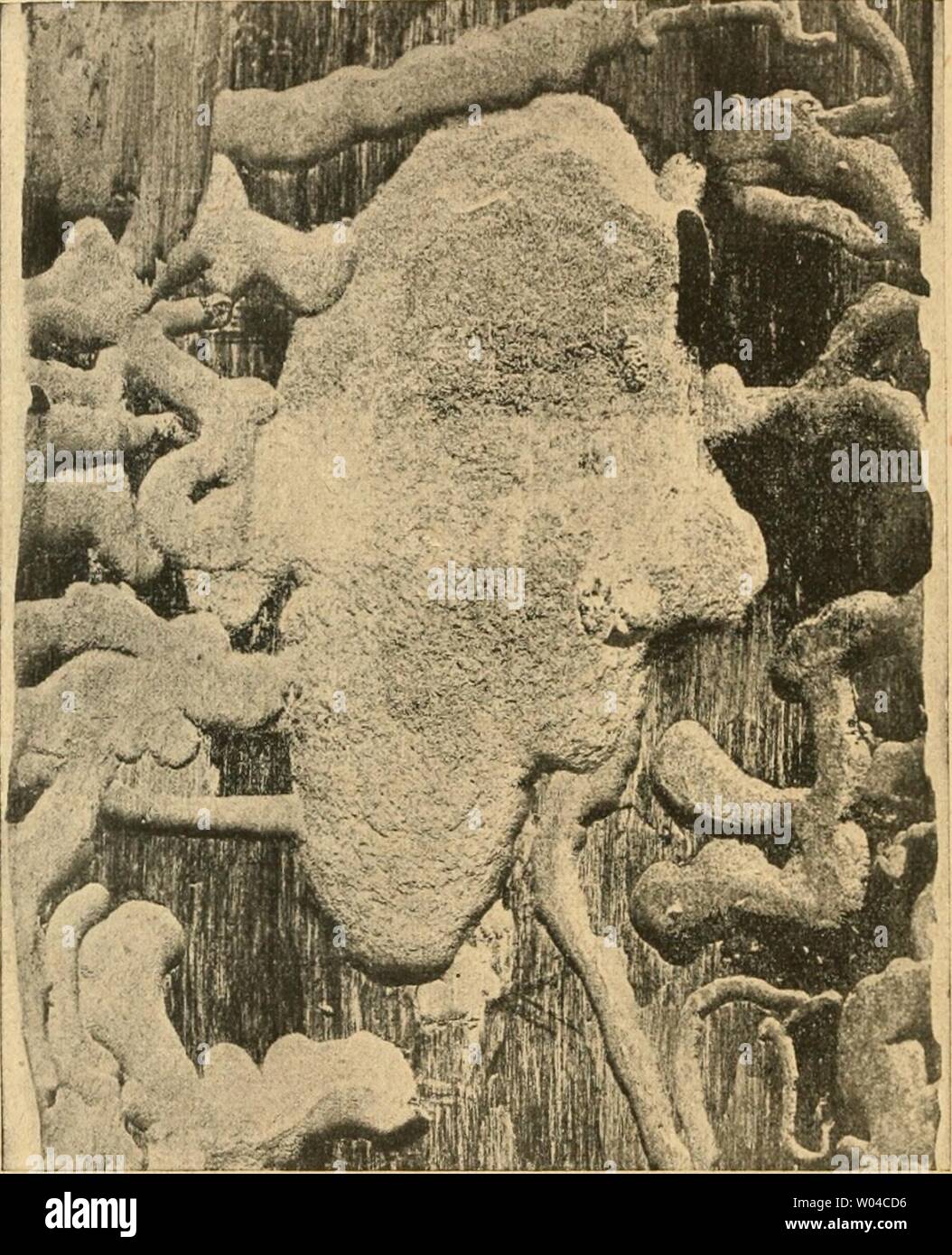 Criocephalus hi-res stock photography and images - Alamy