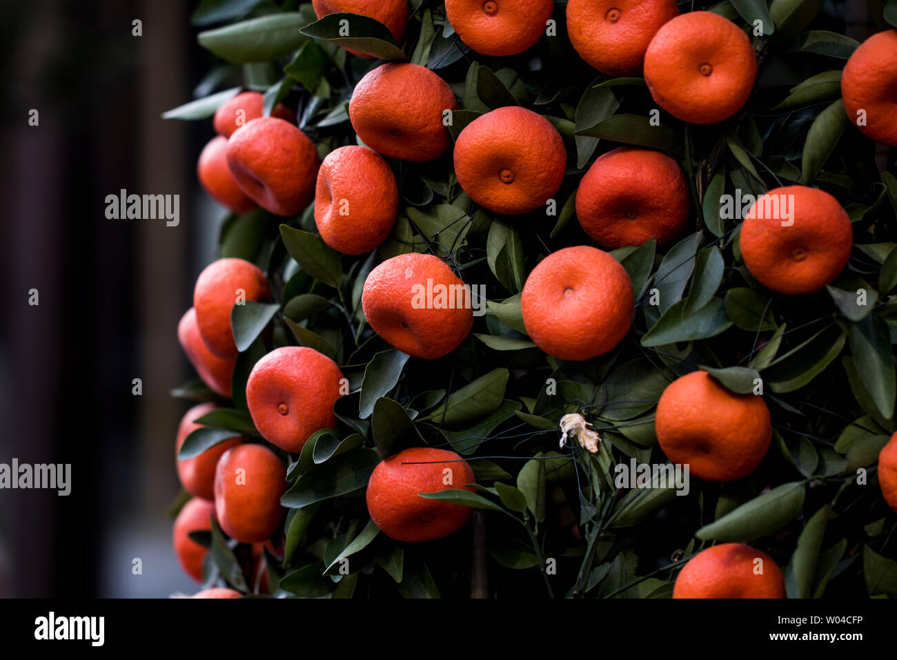 Tangerine gardens hi-res stock photography and images - Alamy