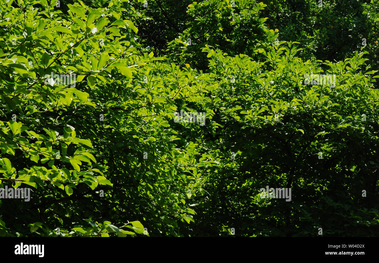 Mottled Green Leaves High Resolution Stock Photography and Images - Alamy