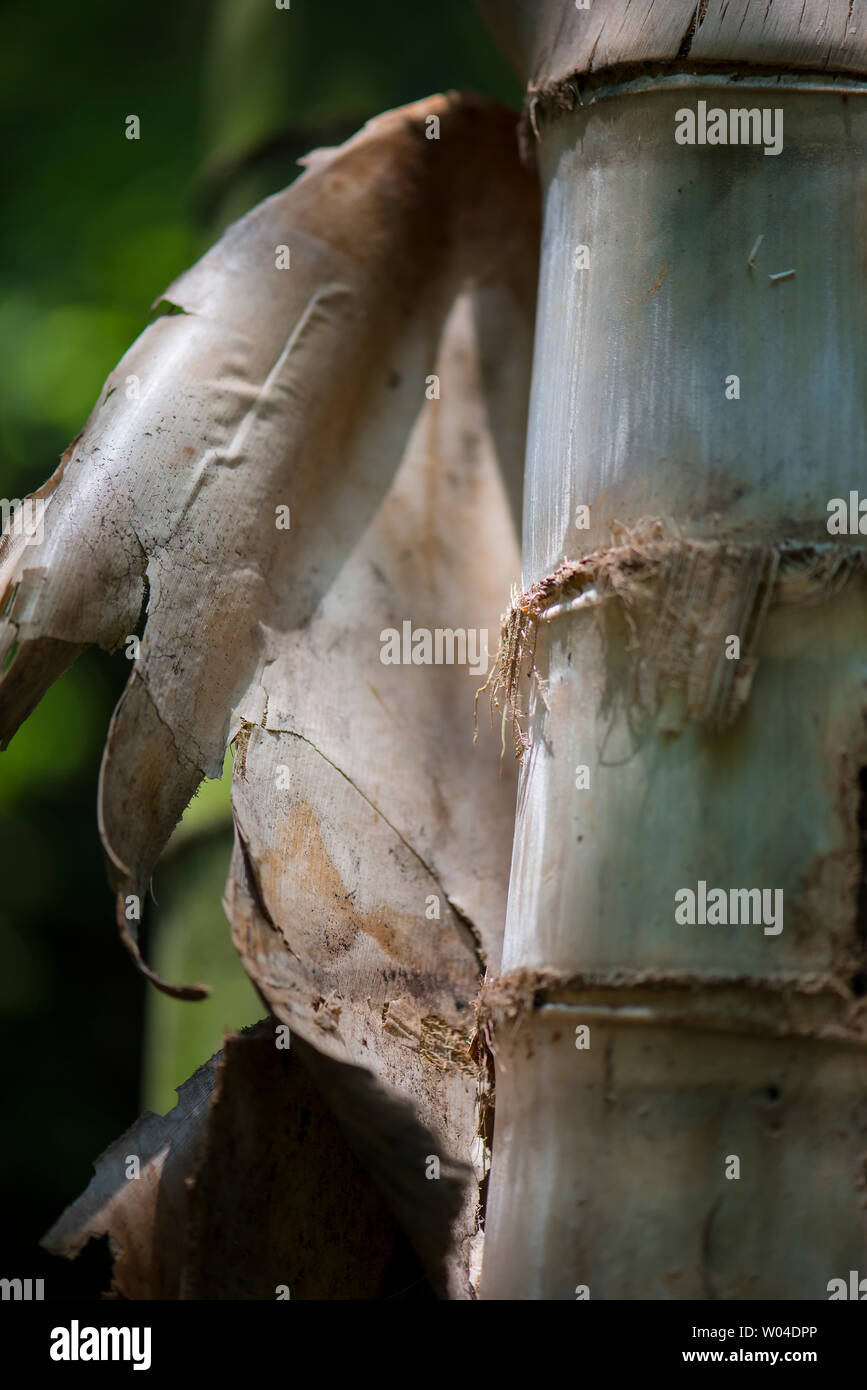 Shell backstage hi-res stock photography and images - Alamy
