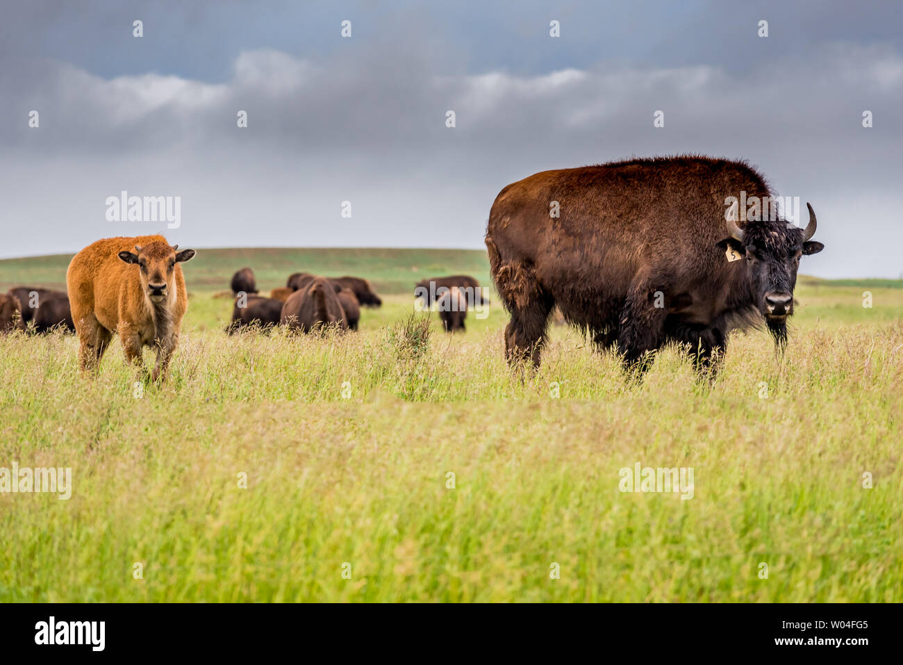 Male bison herd pasture hi-res stock photography and images - Alamy