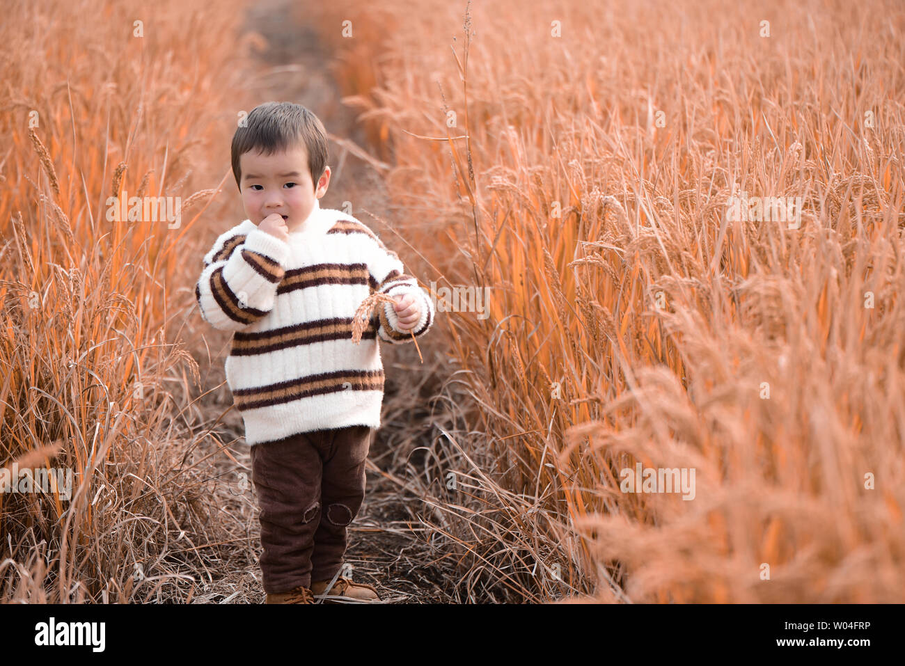 A happy, curious little boy in a rice field Stock Photo - Alamy