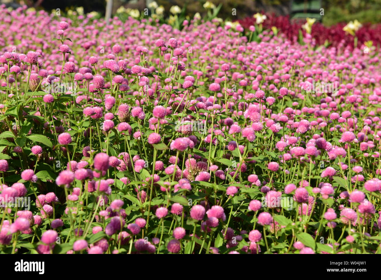 Chirada hi-res stock photography and images - Alamy