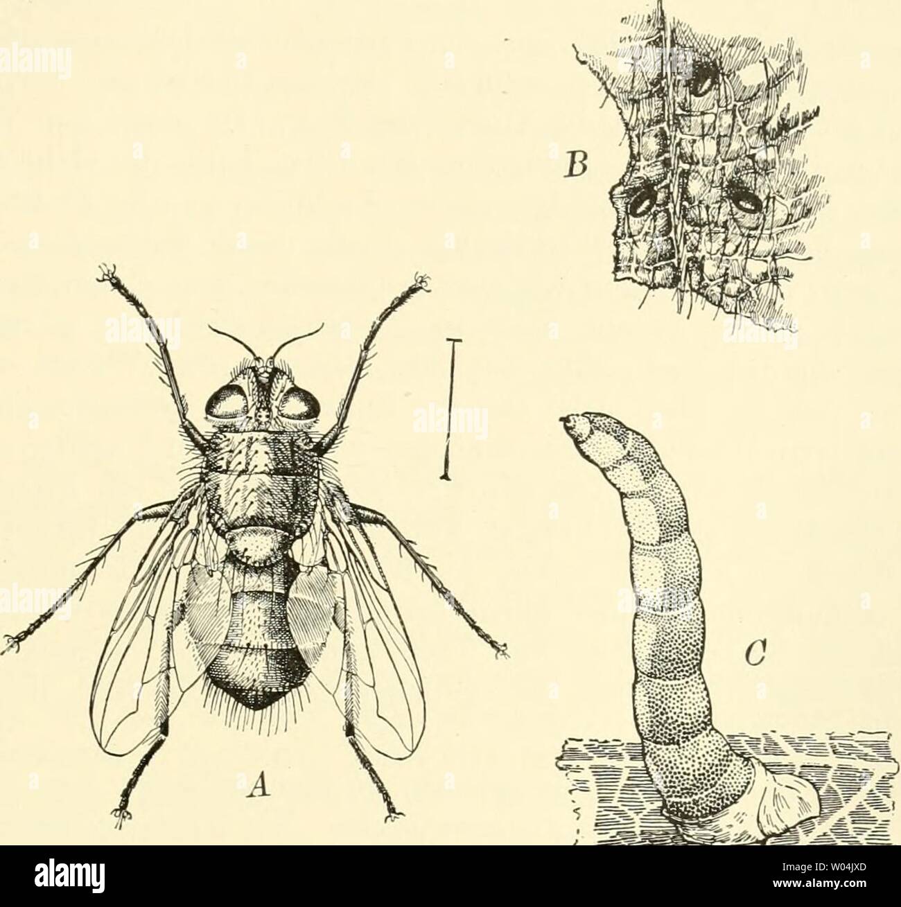 Schlupfwespen hi-res stock photography and images - Alamy