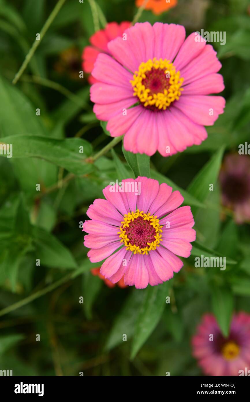 High-definition pictures of flowers Stock Photo - Alamy