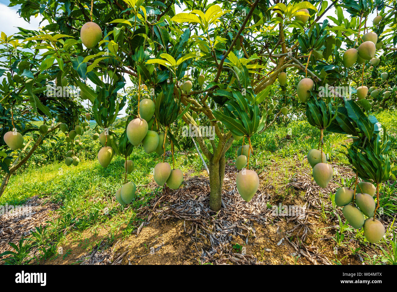 King mango hi-res stock photography and images - Alamy
