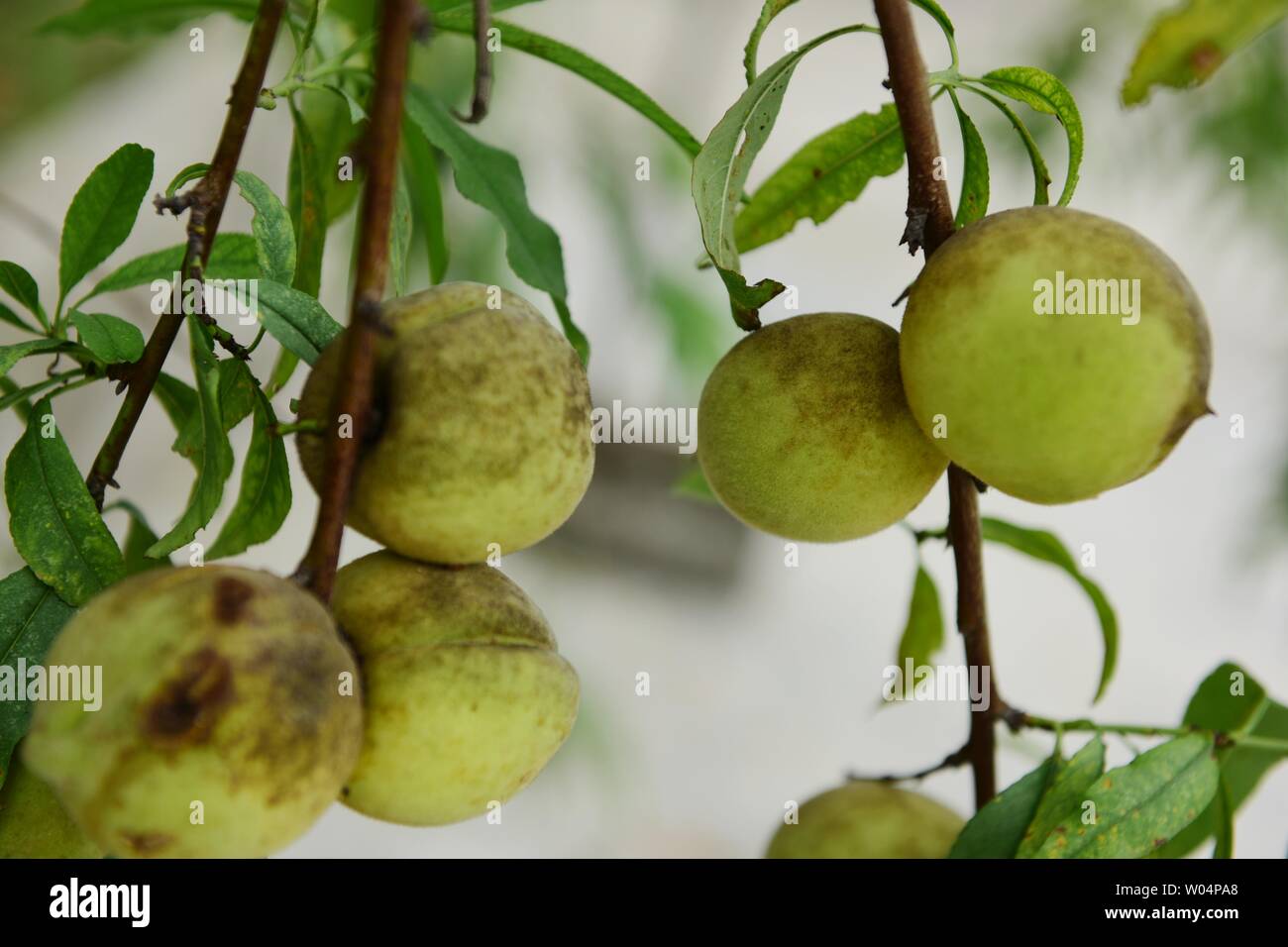 Peach tree planting hi-res stock photography and images - Alamy