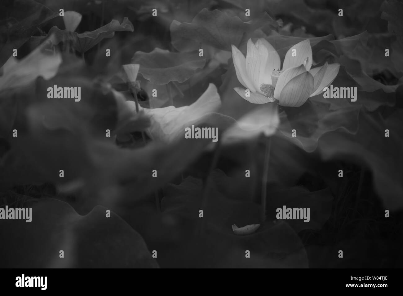 Sulian hi-res stock photography and images - Alamy