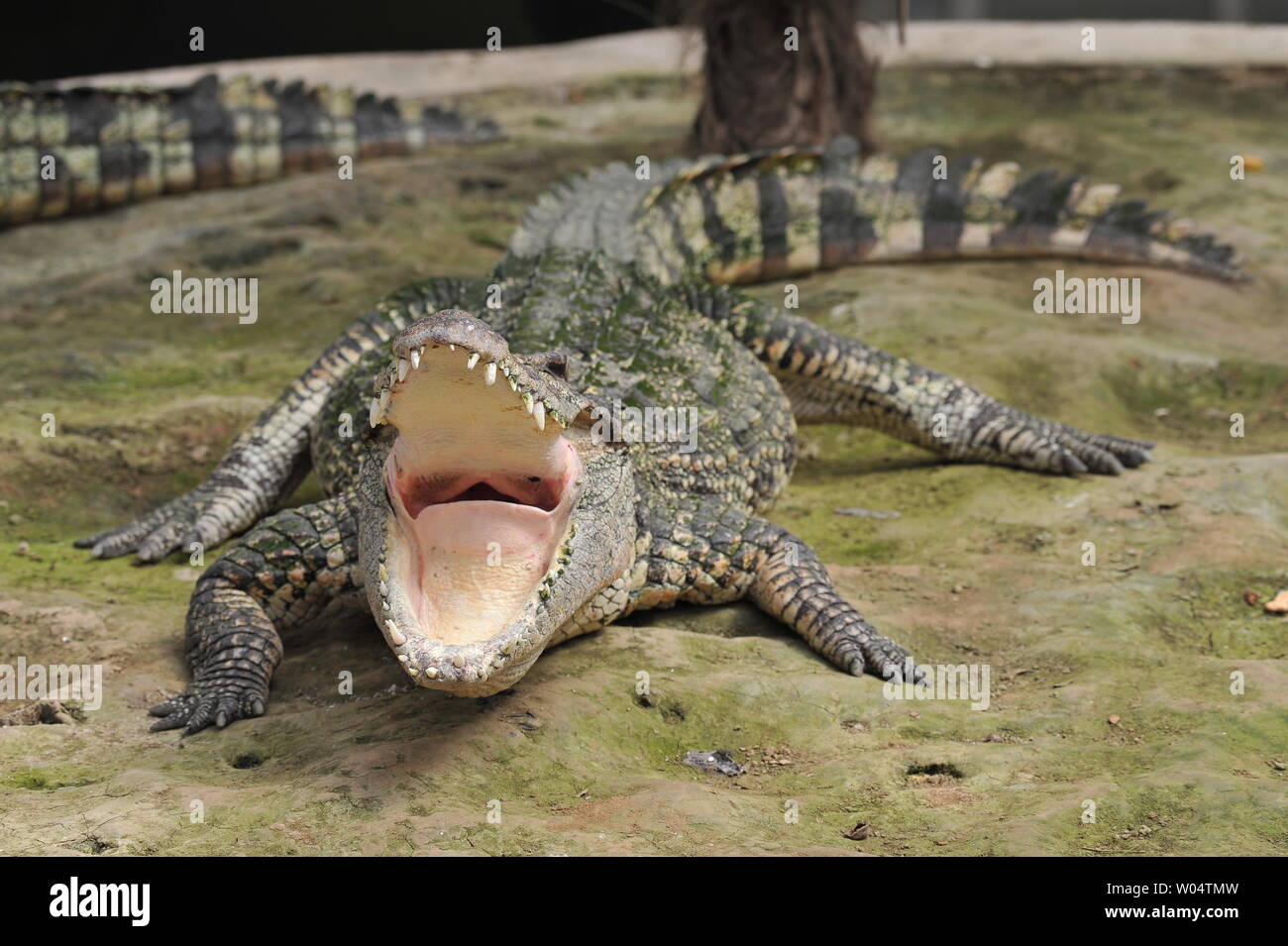 Cold blooded beast hi-res stock photography and images - Alamy