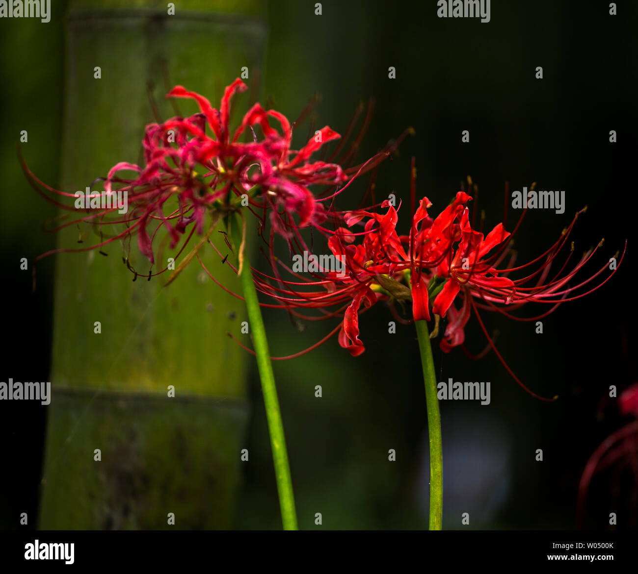 The red other side flower, also known as Manzhu Shahua, was filmed in ...