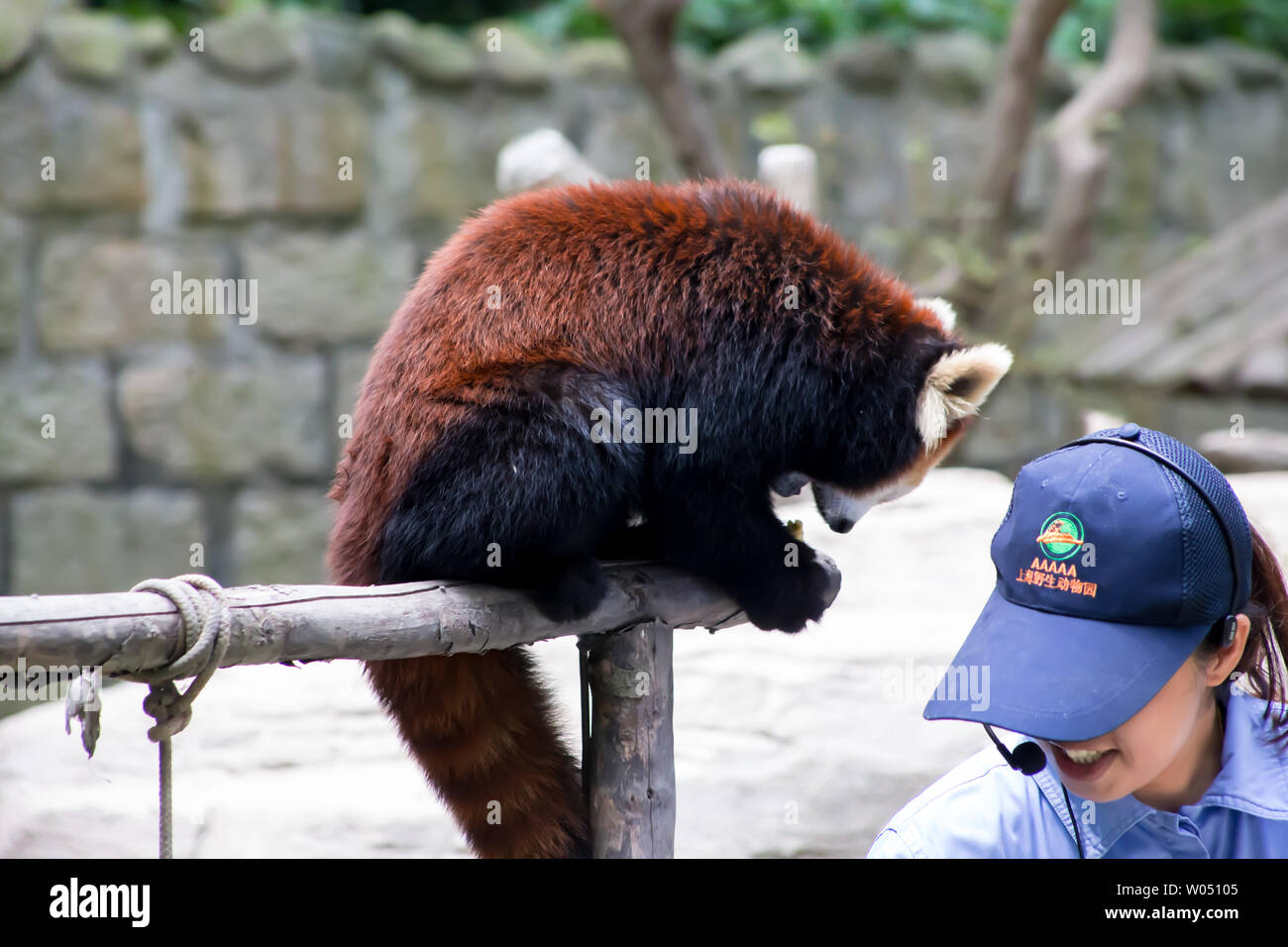 Panda tour hi-res stock photography and images - Alamy