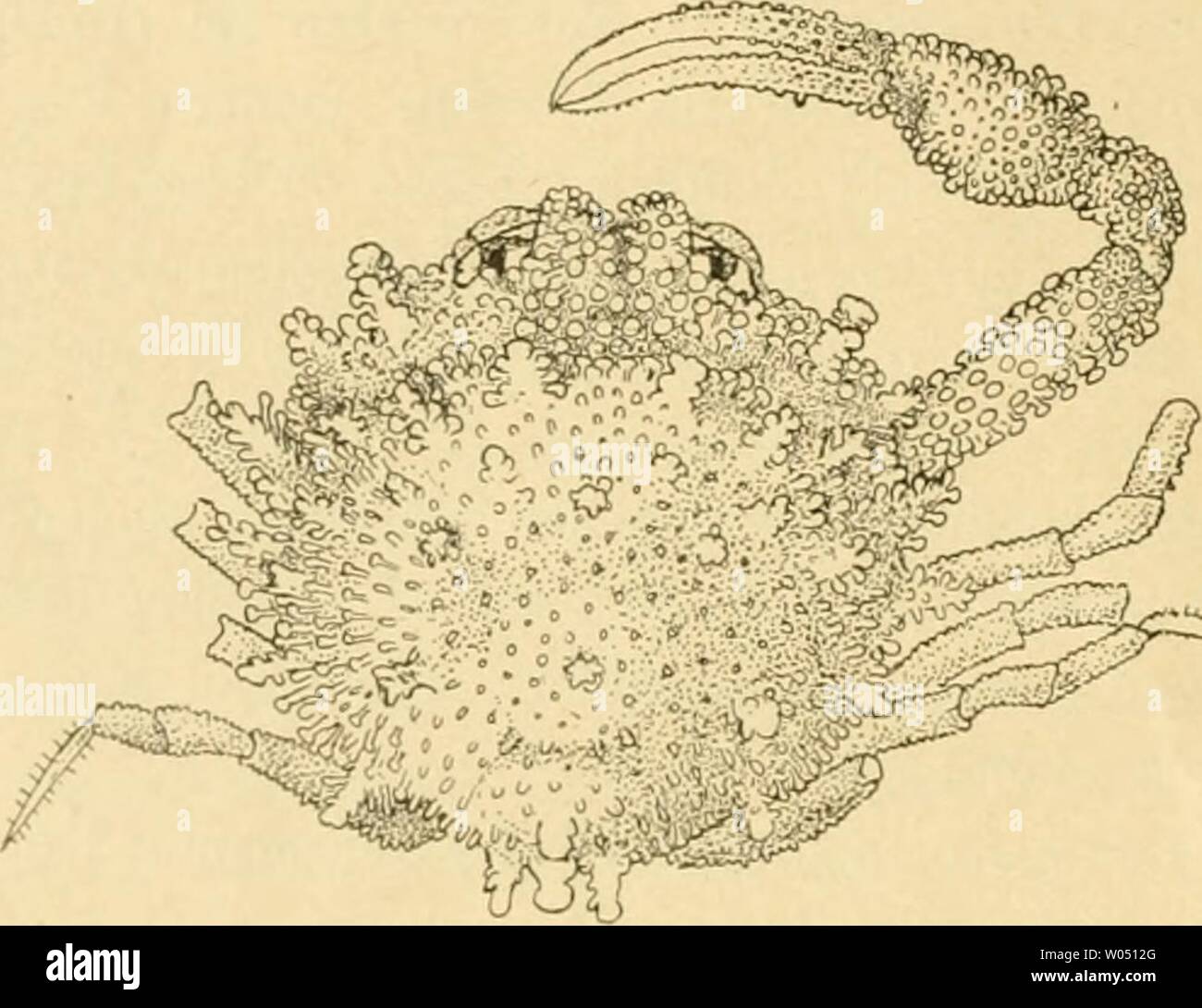 Herklots hi-res stock photography and images - Alamy