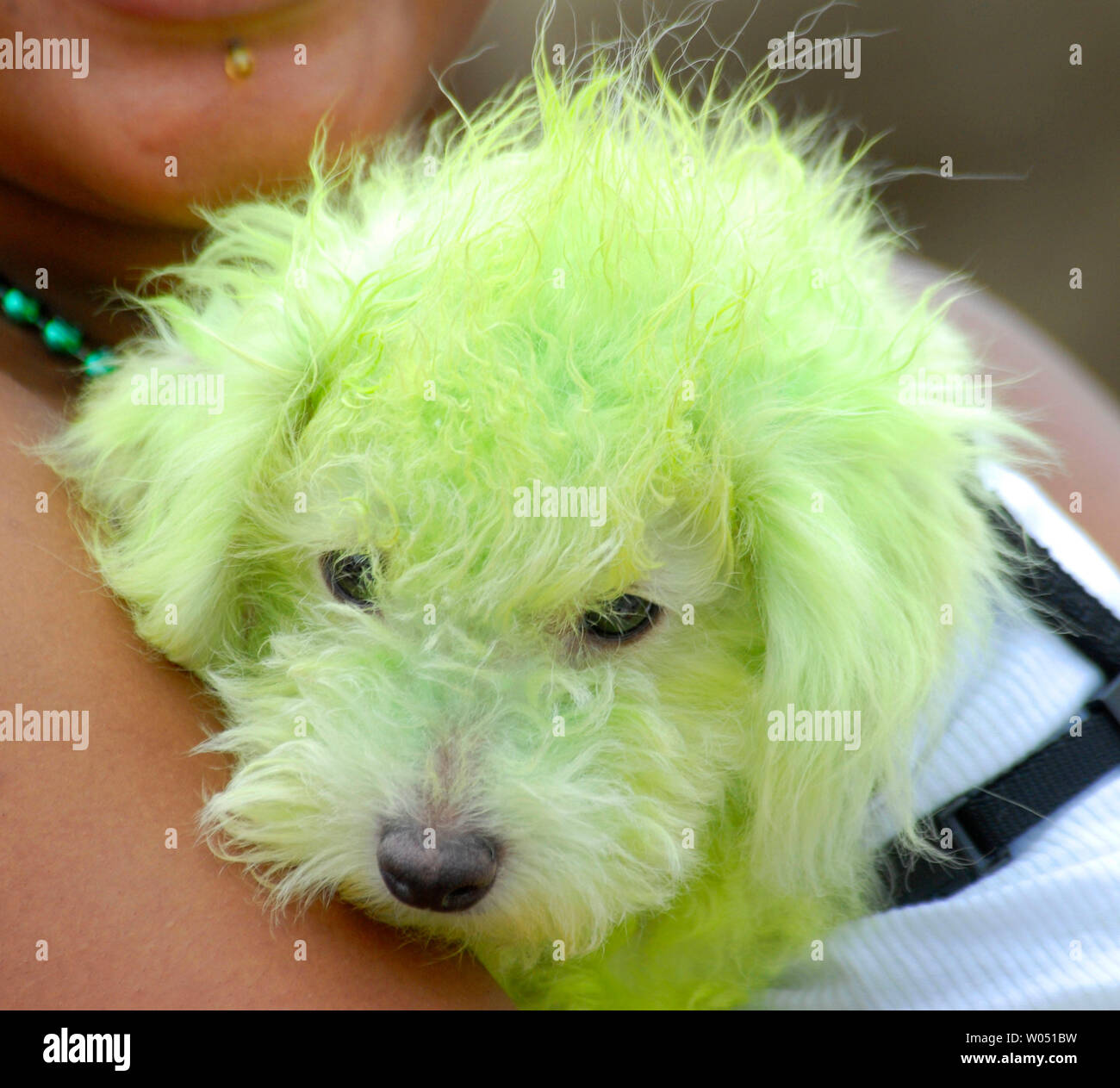 How To Dye Poodle Hair With Kool Aid