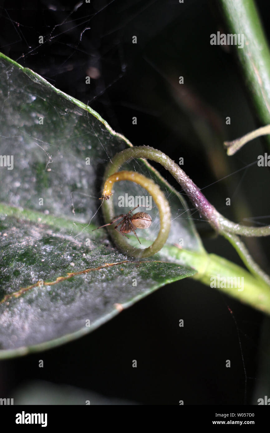 Spider evolution hi-res stock photography and images - Alamy