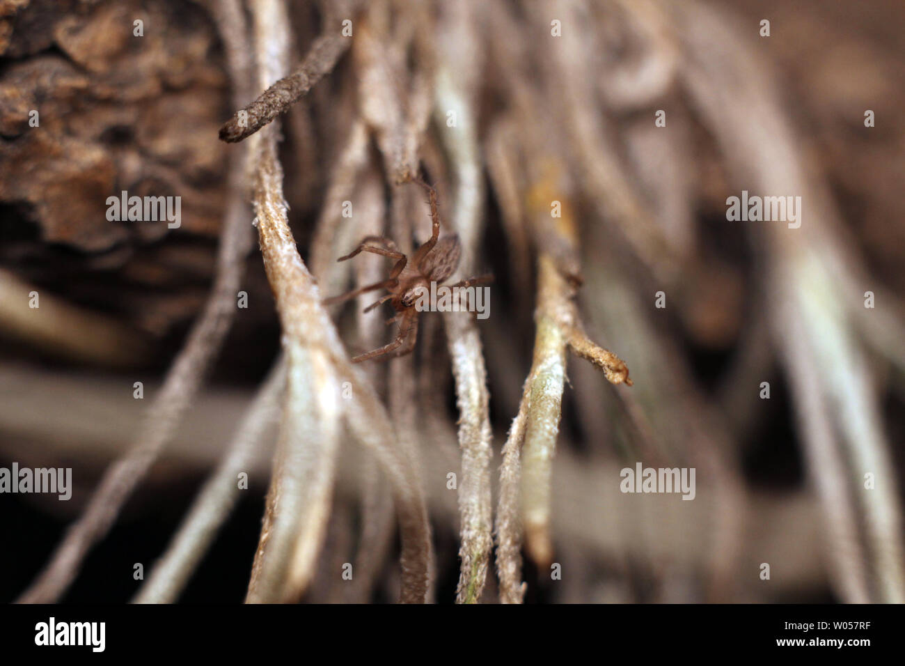 Spider evolution hi-res stock photography and images - Alamy
