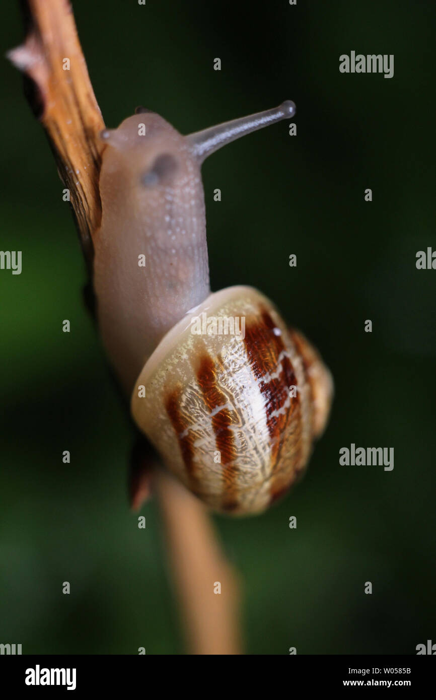 Surviving the plague hi-res stock photography and images - Alamy