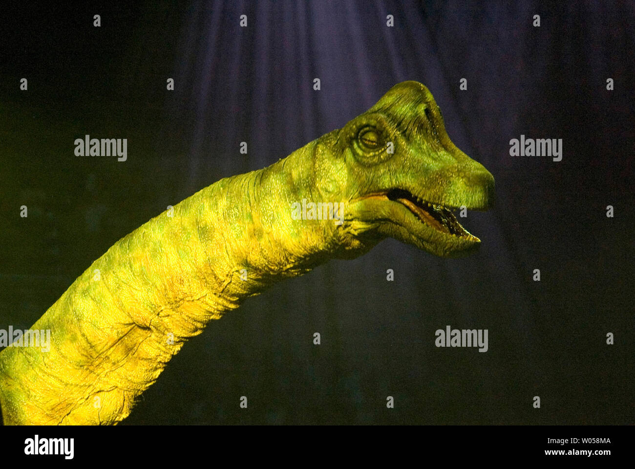 A 43 foot-tall, 75 foot-long Brachiosaurus looks over the crowd during ...