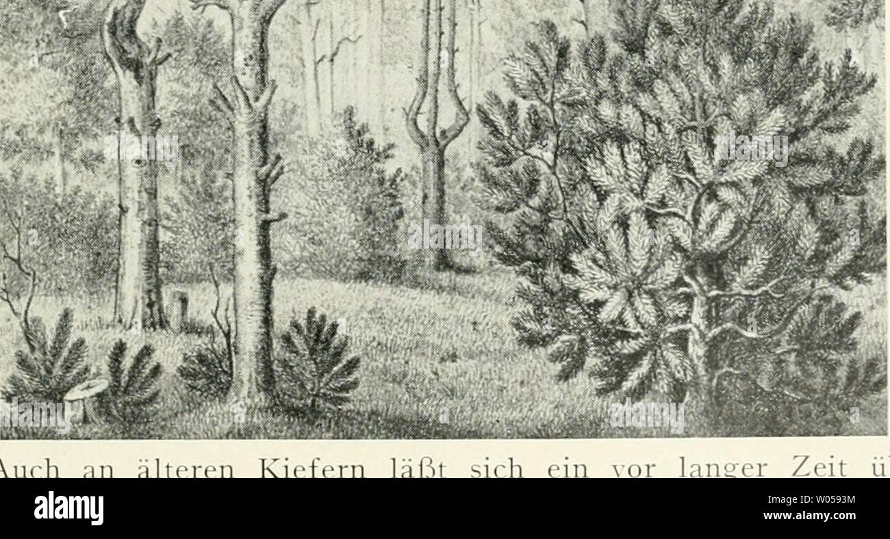 Archive image from page 312 of Die forstinsekten Mitteleuropas Ein lehr ... Archive image from page 312 of Die forstinsekten Mitteleuropas Ein lehr ...