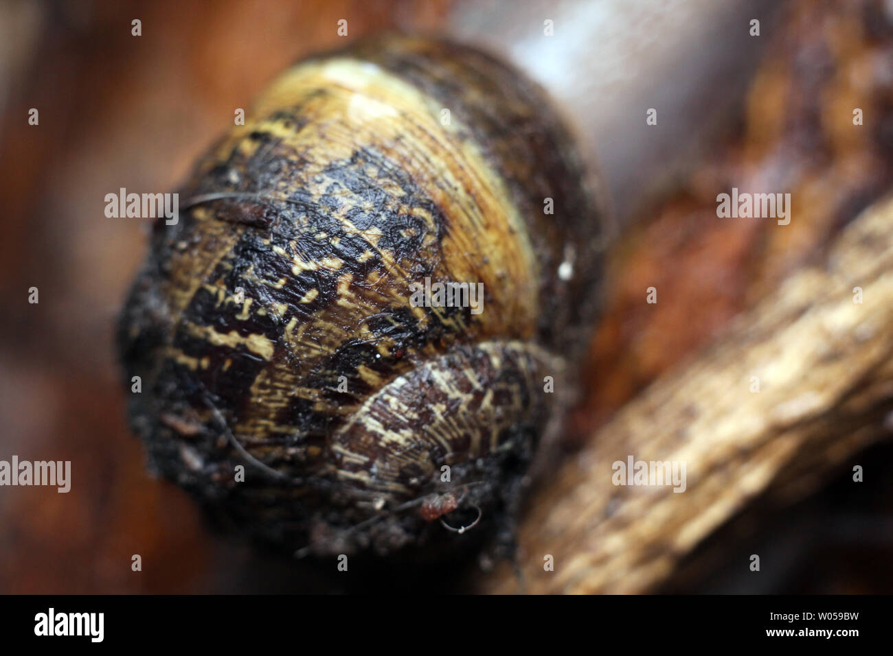 Wings and snail hi-res stock photography and images - Alamy