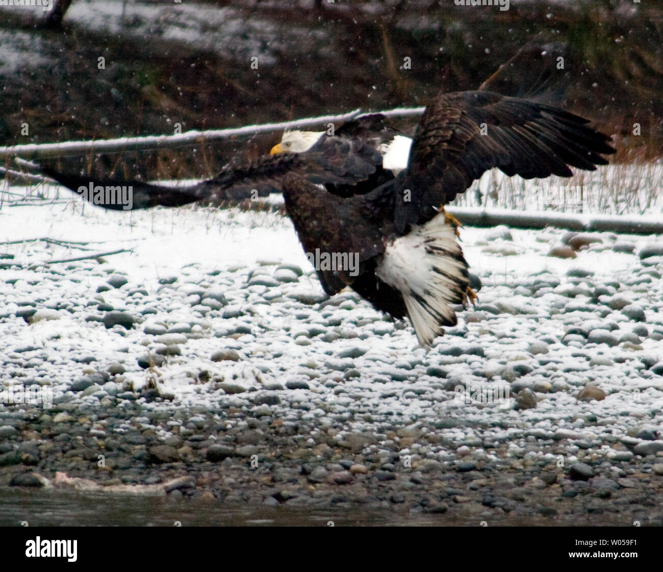 An adult Bald Eagle chases away a juvenile as they gather along ...