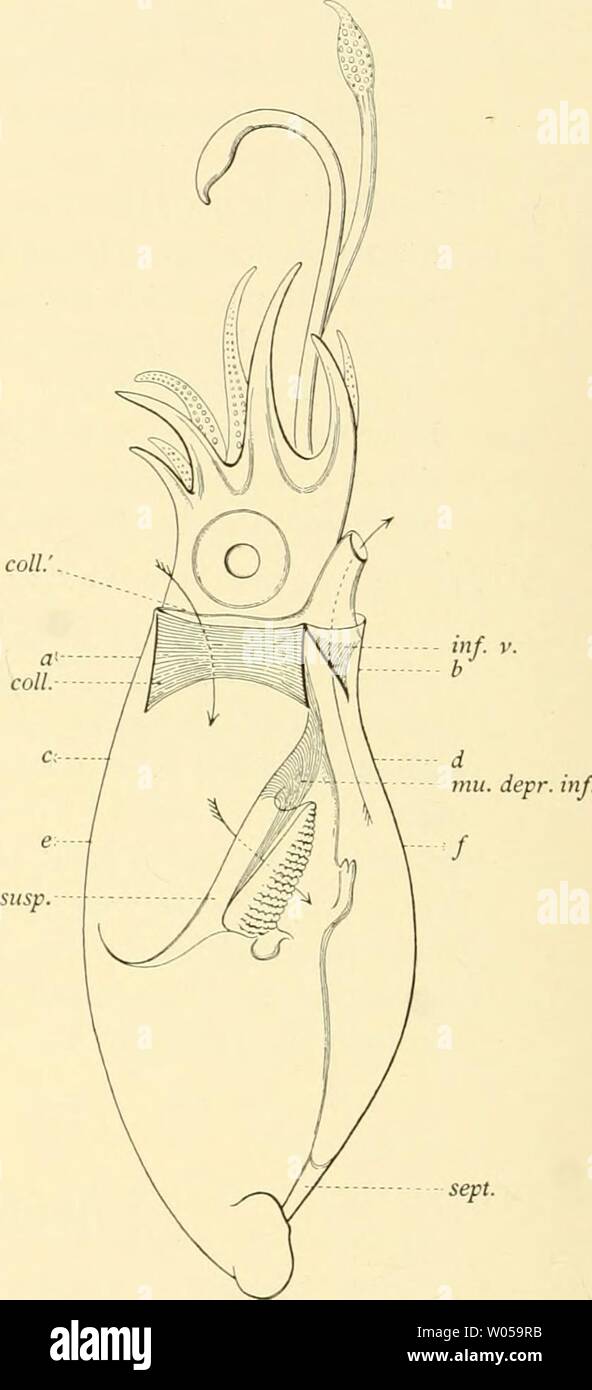 Spiraculum hi-res stock photography and images - Alamy