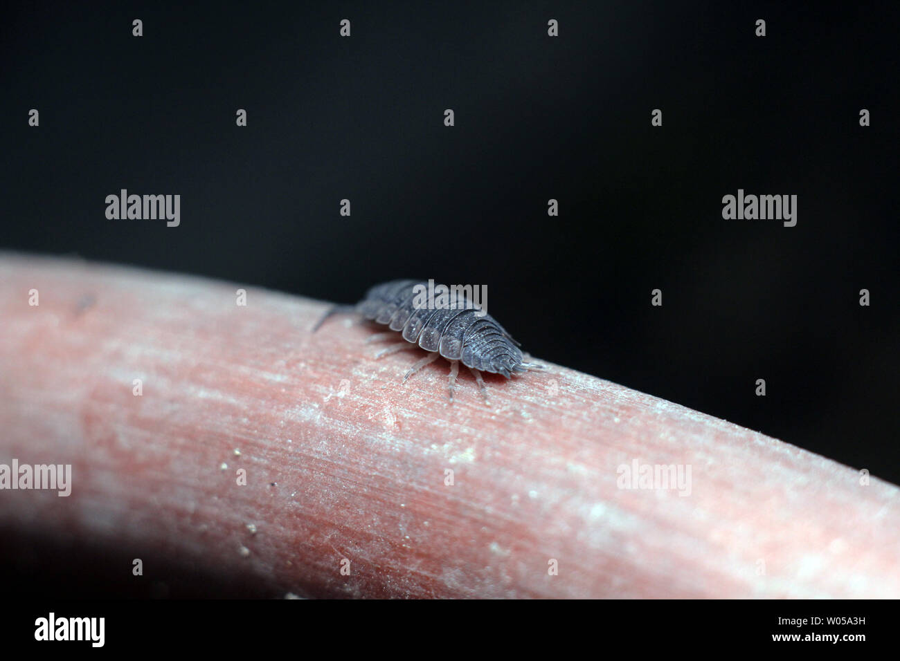 Opacum hi-res stock photography and images - Alamy