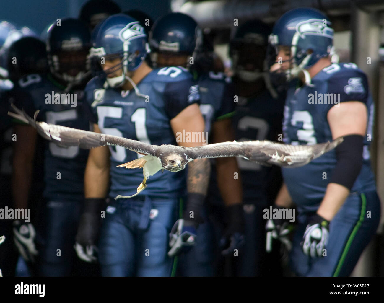 Large bird of prey dark brown hi-res stock photography and images - Alamy