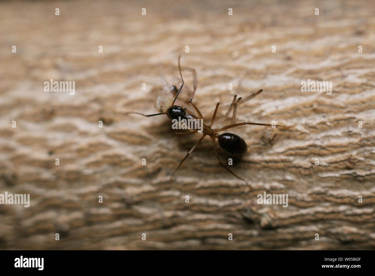 Exploring ant hi-res stock photography and images - Alamy