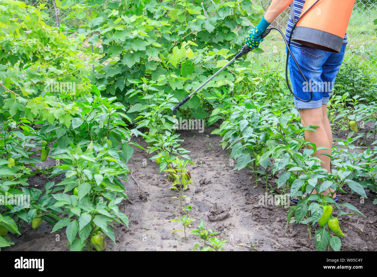 Farmer is protecting bell pepper plants from fungal disease or vermin ...