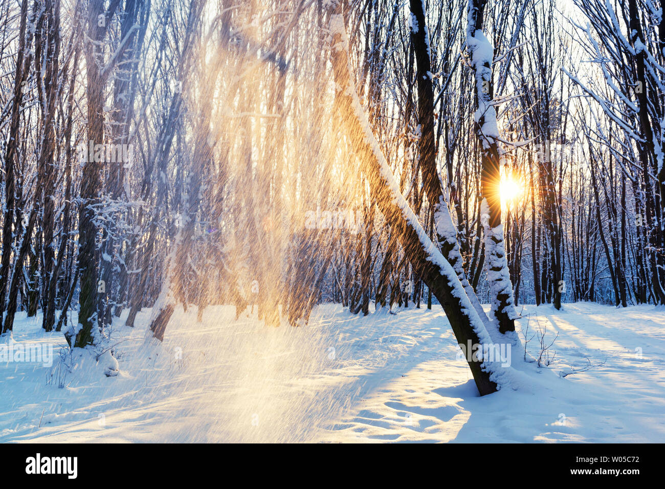Beautiful morning scene in the park with snow falling form the tree ...