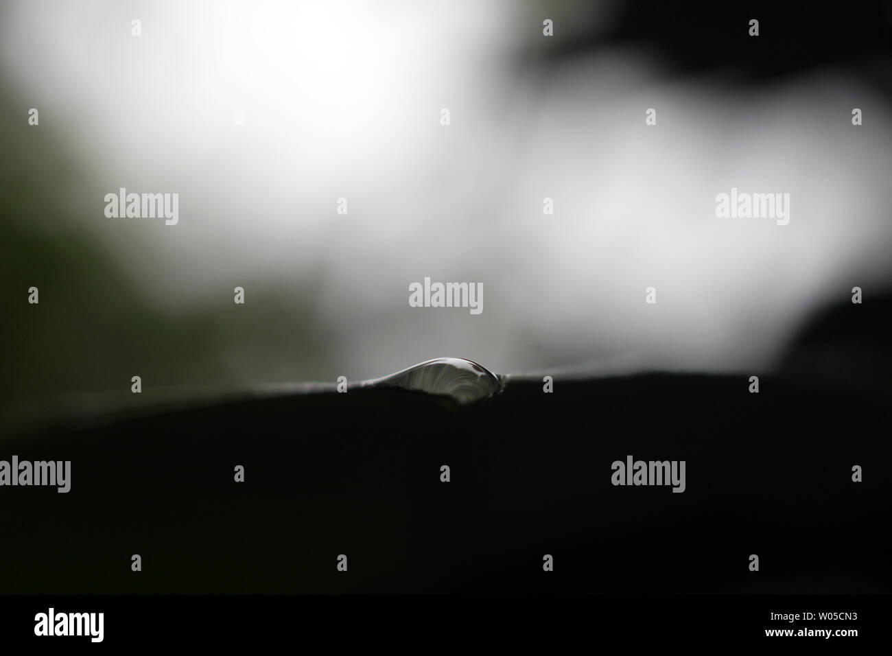 Water drop in woods Stock Photo - Alamy