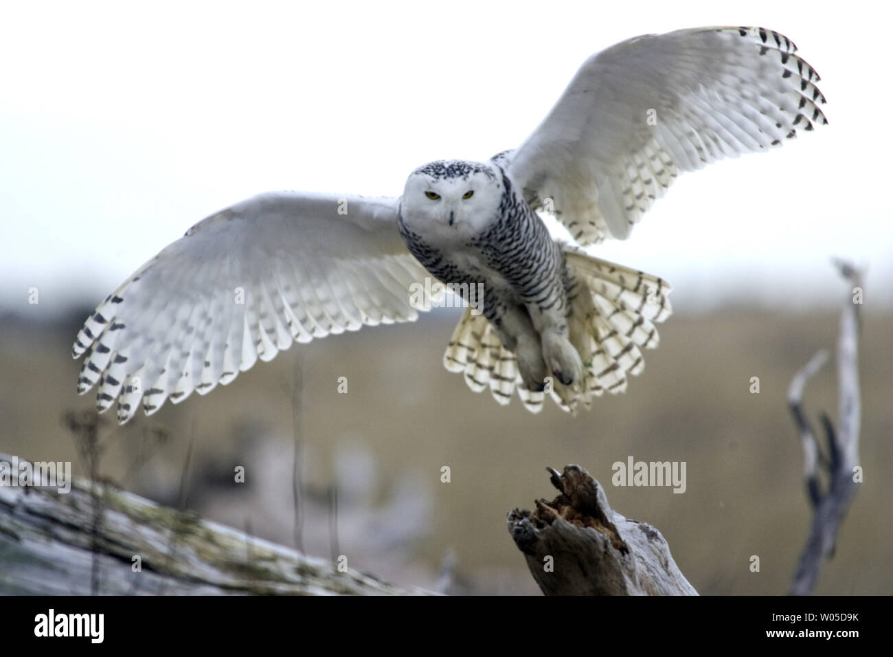 Whoops hi-res stock photography and images - Alamy