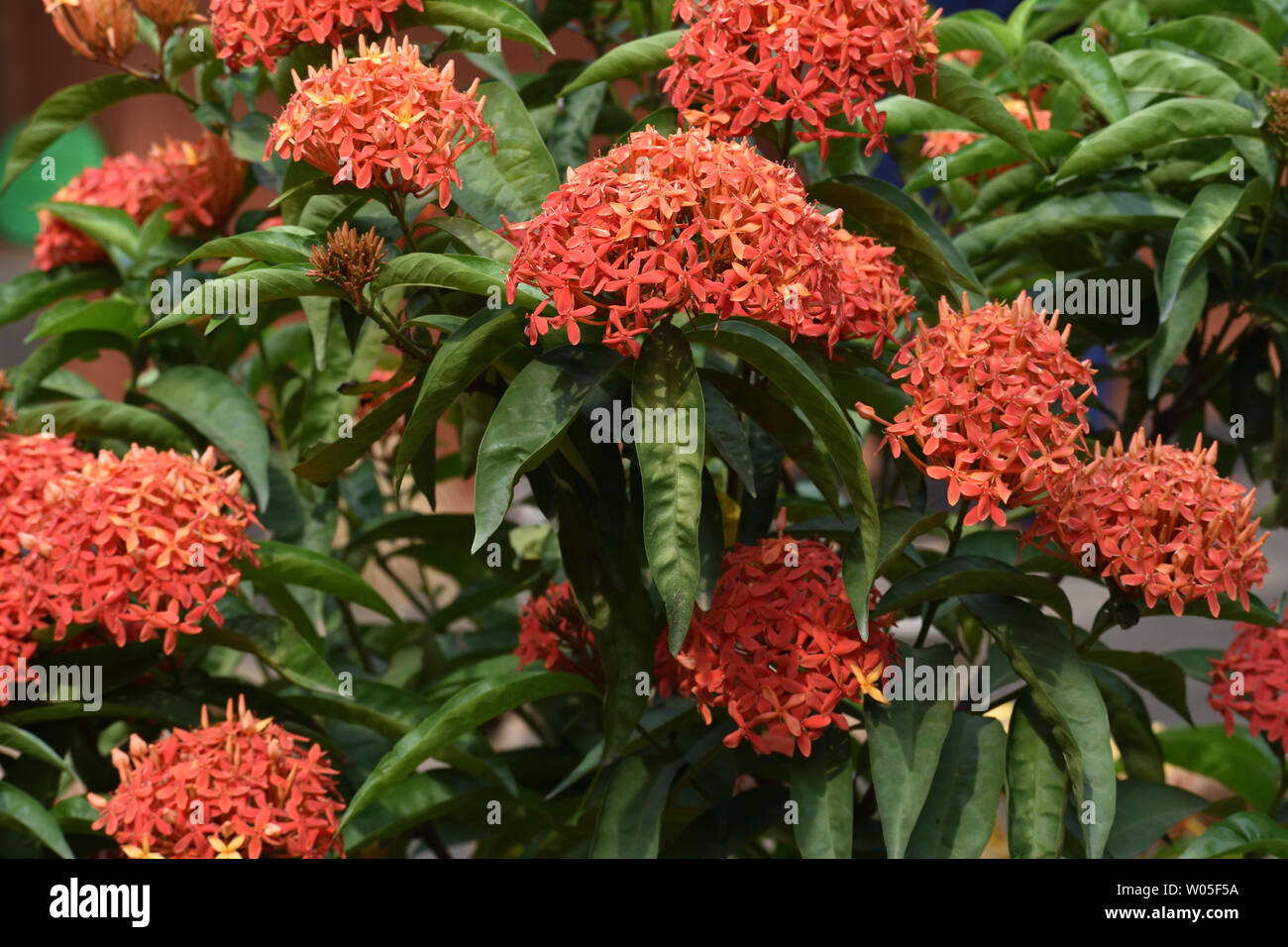 Super red hi-res stock photography and images - Alamy