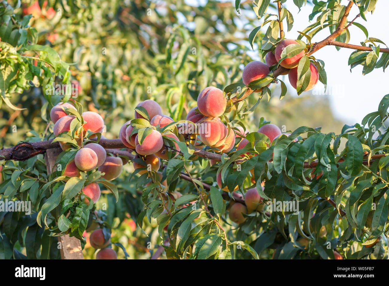 Mellow peaches hanging on the tree in the orchard. Healthy and natural ...