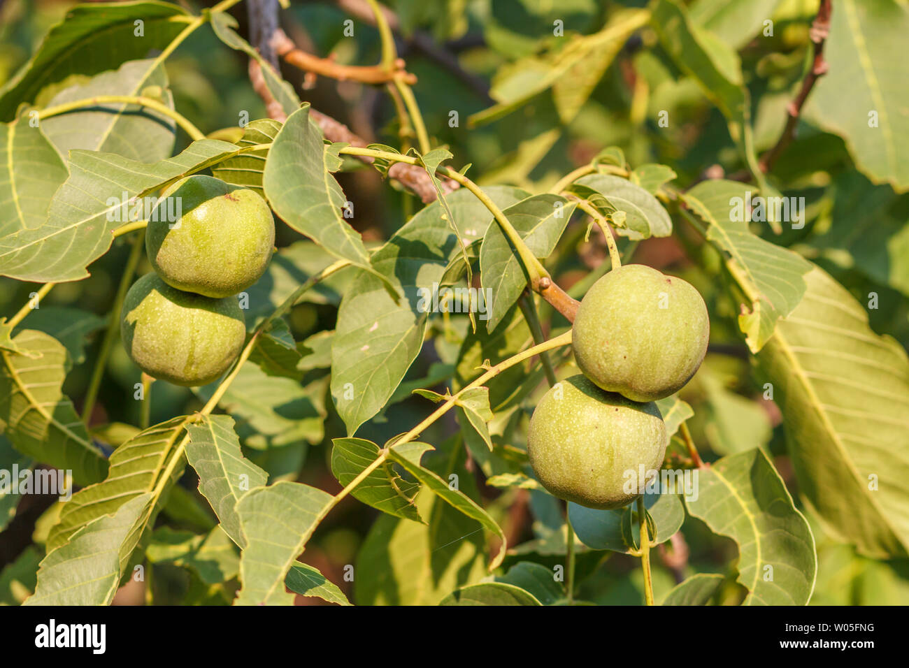 Close-up of walnuts in green husk on the tree at sunlight with green ...